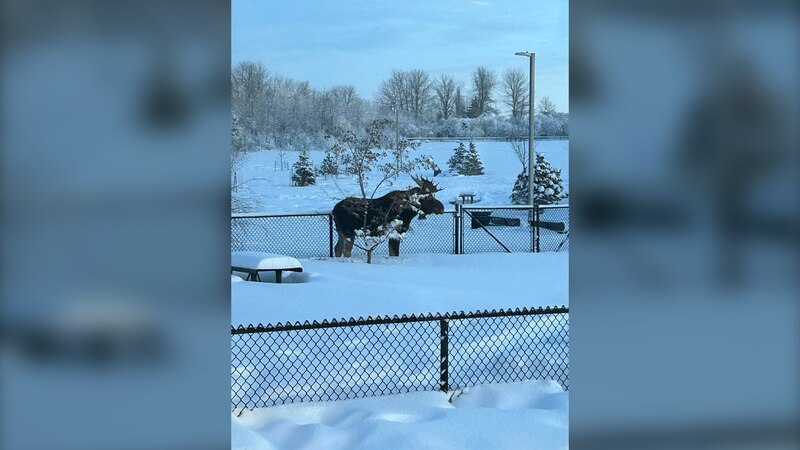 Moose spotted in Fort St. John prompts wildlife alert – CJDC-TV | B.C ...